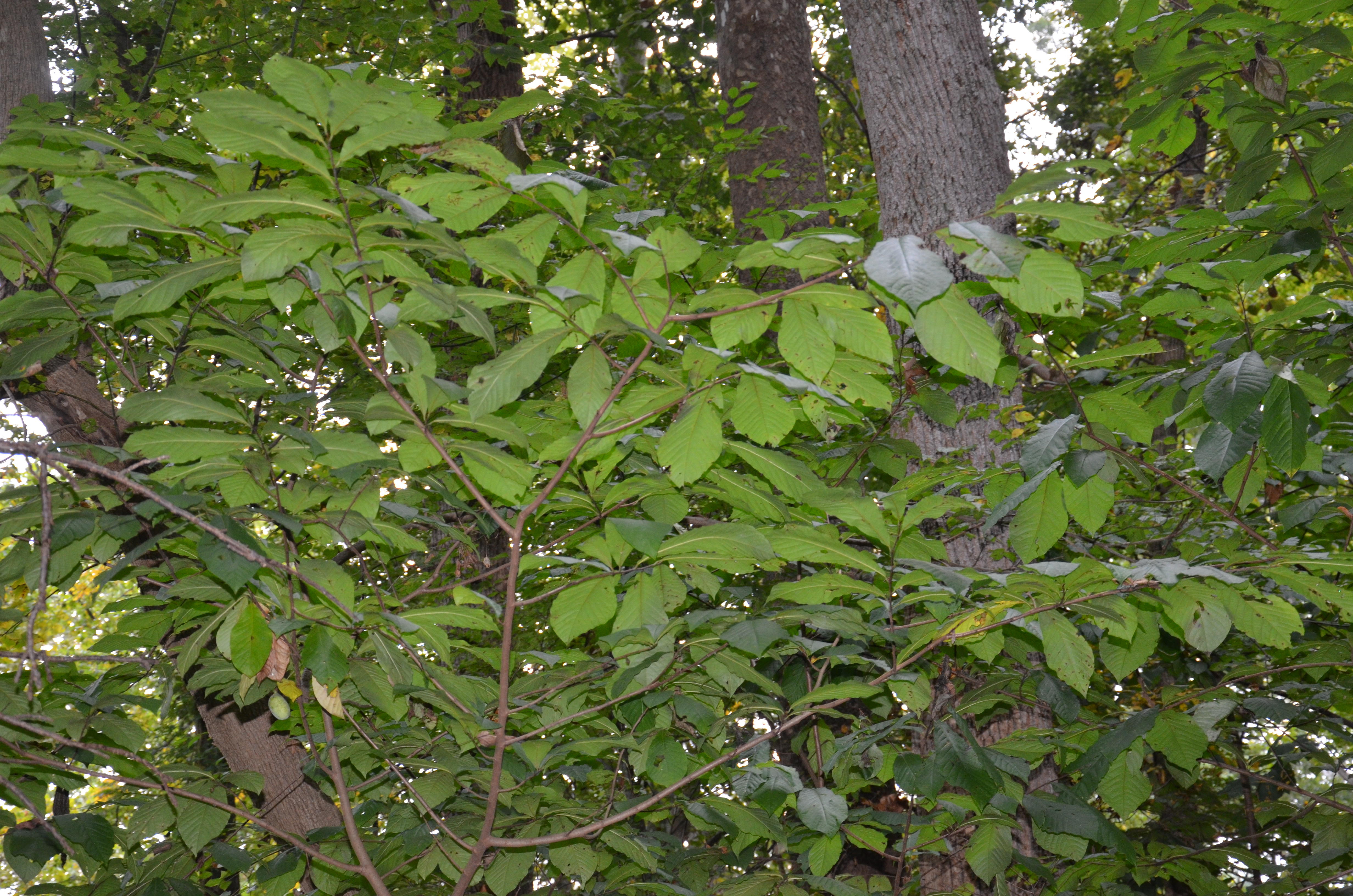 Paw Paw A North American Wonder Fruit